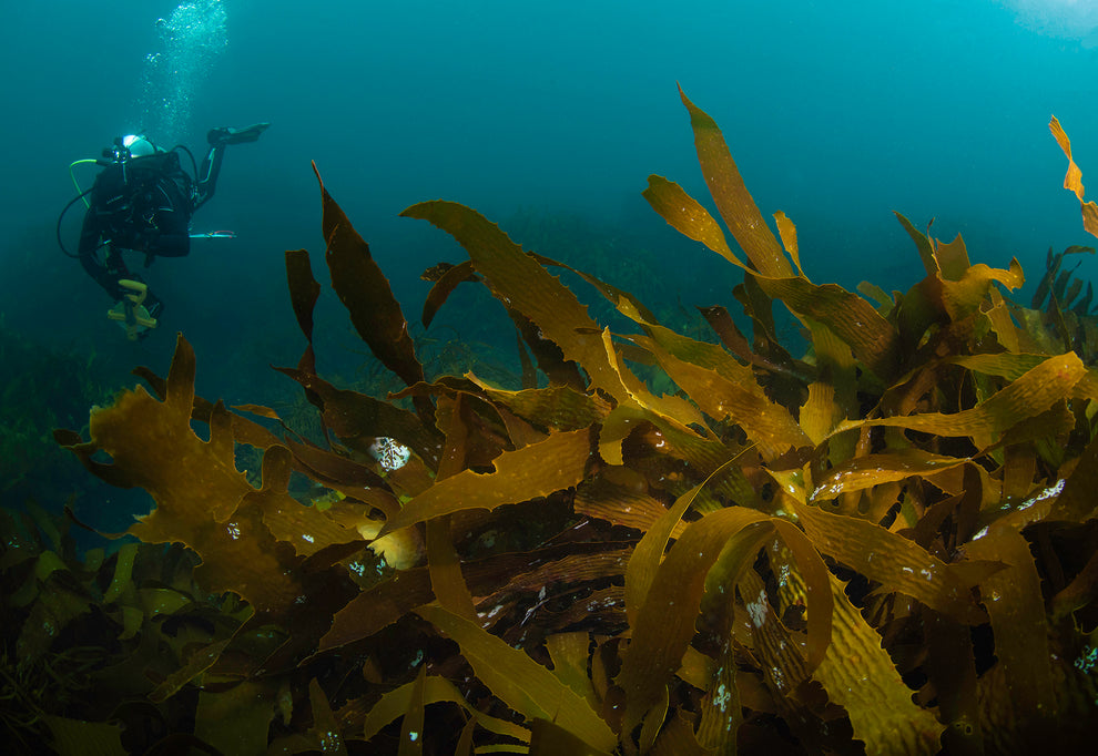 About – Tasmanian Divers